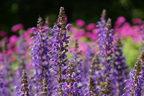 Top 3 Perennials for the Prairies - Blog