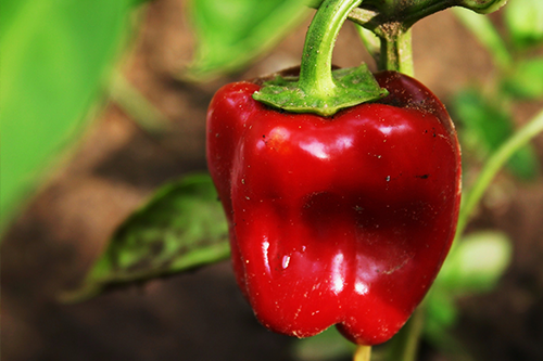 Top 3 Prairie Edibles for 2019 - Blog