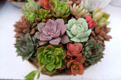 Succulents 101 - Blog