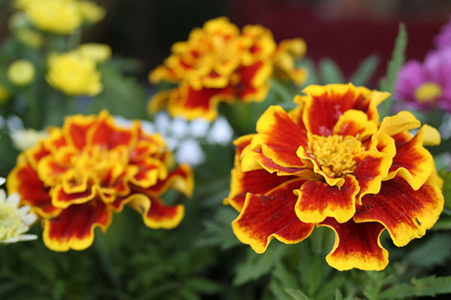 Using Warm and Cool Colors in Container Gardening - Blog