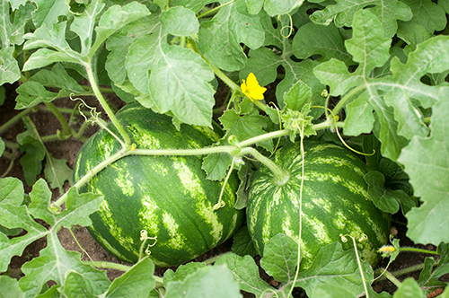 Top New Edibles for 2020 - Blog