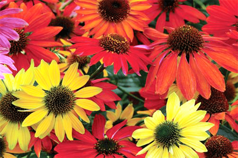 8 Perennial Flowers with Long-Lasting Summer Blooms - Blog