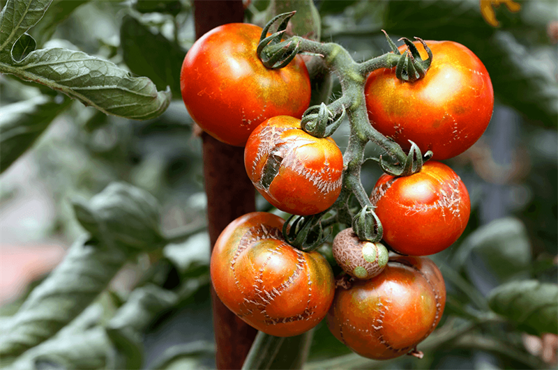 How to Solve Common Vegetable Garden Problems - Blog