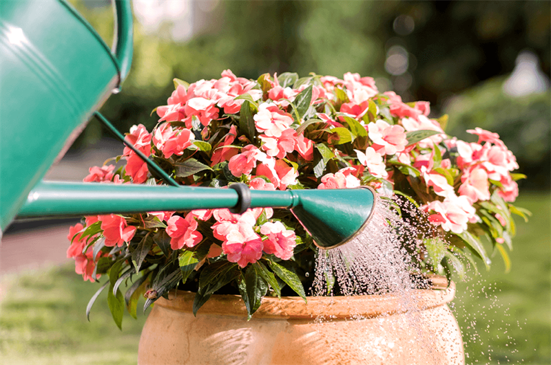 How to Refresh Containers in Late Summer - Blog