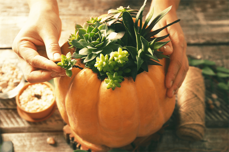 8 DIY Fall Craft Décor Ideas Featuring Gourds - Blog