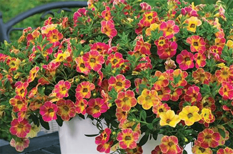 Amazing Annual Flowers: Our 2022 Spring Collection - Blog