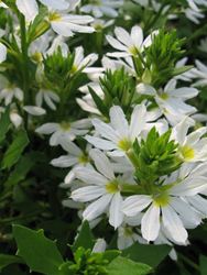 Fan Flower - Our Plants - Kaw Valley Greenhouses