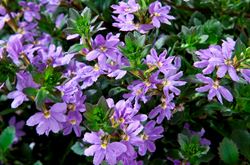 Fan Flower, Fairy Fan Flower - Our Plants - Kaw Valley Greenhouses