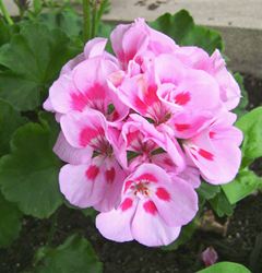 Zonal Geranium - Our Plants - Kaw Valley Greenhouses