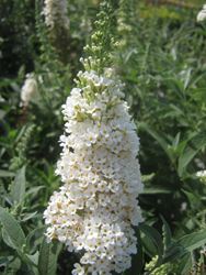 Butterfly Bush, Dwarf Butterfly Bush - Our Plants - Kaw Valley Greenhouses