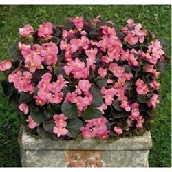 Wax Begonia, Fibrous Begonia - Our Plants - Kaw Valley Greenhouses