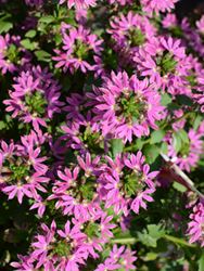 Fan Flower - Our Plants - Kaw Valley Greenhouses