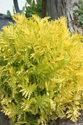 Pyrethrum - Our Plants - Kaw Valley Greenhouses