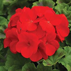 Geranium, Hybrid Seed Geranium - Our Plants - Kaw Valley Greenhouses