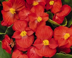 Wax Begonia, Fibrous Begonia - Our Plants - Kaw Valley Greenhouses
