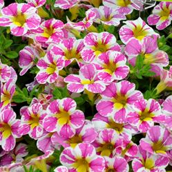 Calibrachoa, Million Bells - Our Plants - Kaw Valley Greenhouses