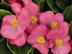 Wax Begonia, Fibrous Begonia - Our Plants - Kaw Valley Greenhouses