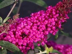 Butterfly Bush, Dwarf Butterfly Bush - Our Plants - Kaw Valley Greenhouses