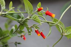 Candy Corn Vine - Our Plants - Kaw Valley Greenhouses