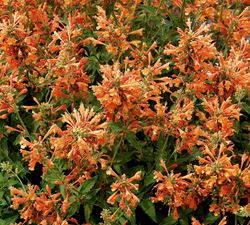 Hummingbird Mint - Our Plants - Kaw Valley Greenhouses