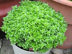 Boxwood Basil - Our Plants - Kaw Valley Greenhouses