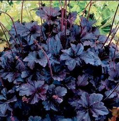 Coral Bells - Our Plants - Kaw Valley Greenhouses