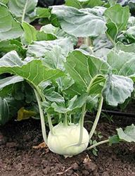 Kohlrabi - Our Plants - Kaw Valley Greenhouses