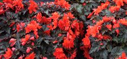 Begonia, Bolivian Begonia - Our Plants - Kaw Valley Greenhouses