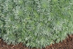 Wormwood - Our Plants - Kaw Valley Greenhouses