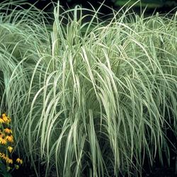 Variegated Japanese Silver Grass - Our Plants - Kaw Valley Greenhouses