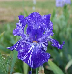 Iris, Bearded Iris, German Iris - Our Plants - Kaw Valley Greenhouses