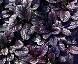 Bugleweed - Our Plants - Kaw Valley Greenhouses