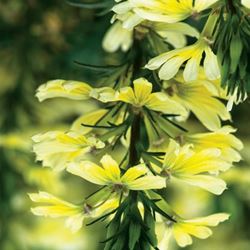 Fan Flower, Fairy Fan Flower - Our Plants - Kaw Valley Greenhouses