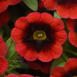 Calibrachoa, Million Bells, Superbells - Our Plants - Kaw Valley ...