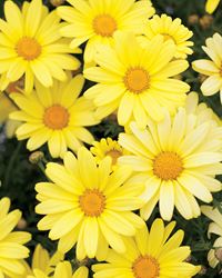 Marguerite Daisy - Our Plants - Kaw Valley Greenhouses