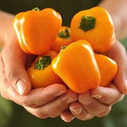 Pepper, Mini Pepper, Sweet Pepper - Our Plants - Kaw Valley Greenhouses