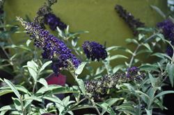 Butterfly Bush, Dwarf Butterfly Bush - Our Plants - Kaw Valley Greenhouses