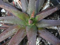 Aloe, Midnight Aloe - Our Plants - Kaw Valley Greenhouses