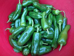 Pepper, Italian Grilling Pepper - Our Plants - Kaw Valley Greenhouses