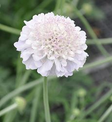 Pin Cushion Flower - Our Plants - Kaw Valley Greenhouses