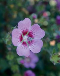 Cape Mallow - Our Plants - Kaw Valley Greenhouses