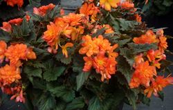 Begonia, Bolivian Begonia - Our Plants - Kaw Valley Greenhouses