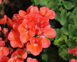 Zonal Geranium - Our Plants - Kaw Valley Greenhouses