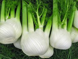 Fennel, Sweet Fennel - Our Plants - Kaw Valley Greenhouses