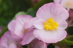 Wax Begonia, Fibrous Begonia - Our Plants - Kaw Valley Greenhouses