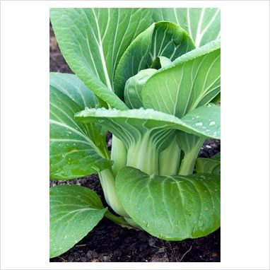 Pak Choi, Bok Choi - Our Plants - Kaw Valley Greenhouses