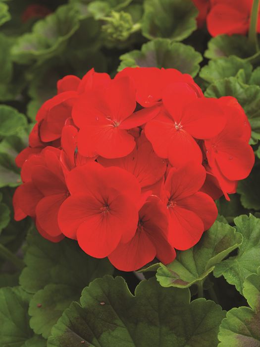 Geranium - Our Plants - Kaw Valley Greenhouses