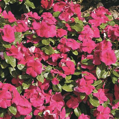 Vinca, Periwinkle - Our Plants - Kaw Valley Greenhouses