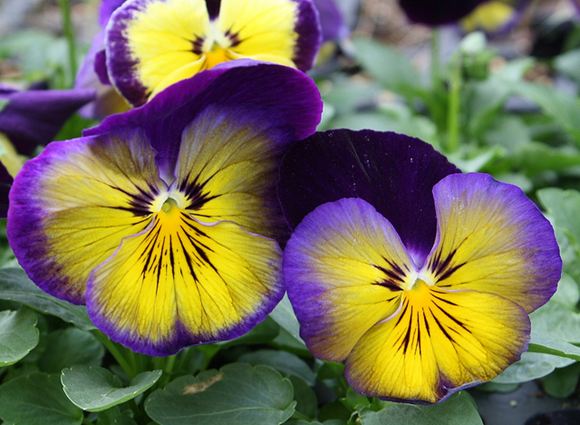 Pansy - Our Plants - Kaw Valley Greenhouses