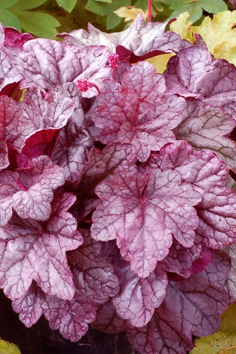 Coral Bells - Our Plants - Kaw Valley Greenhouses